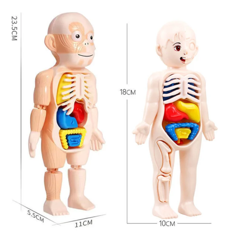 Children-s-Medical-Early-Education-Assembly-Toy-Human-Body-Simulation ...