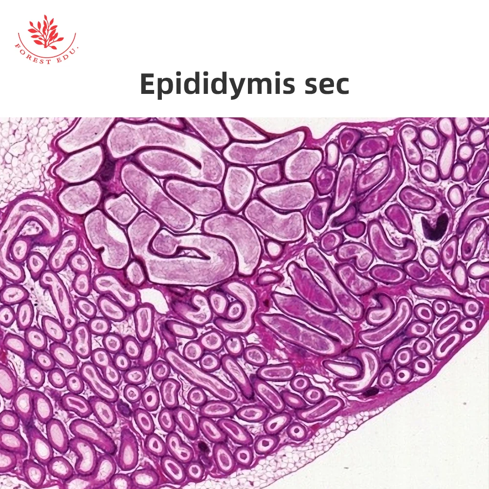 Testis Slide Labeled