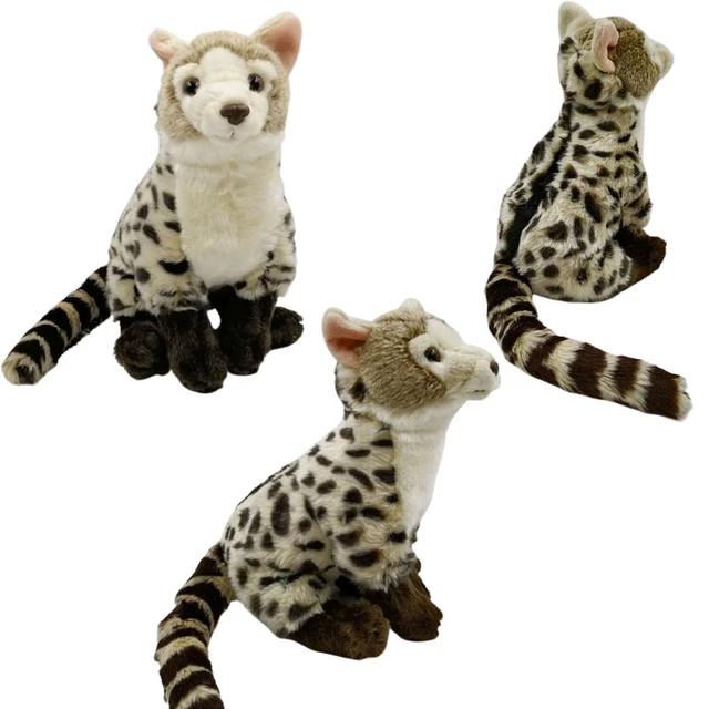 African Civet Cat Baby