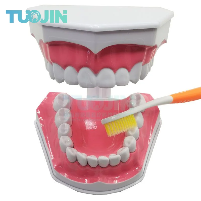 Dental-Tooth-Model-for-Brushing-Teeth-Demonstration-and-Practice ...