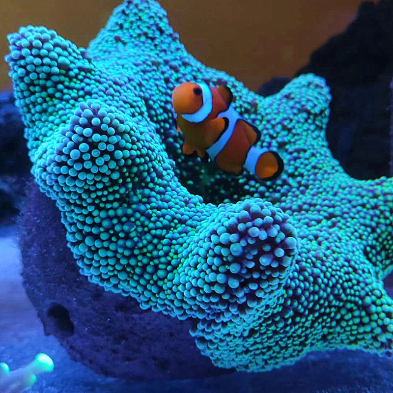 Live Coral Fish Tank