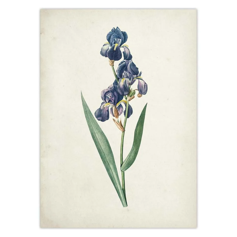 Floral Scientific Illustration