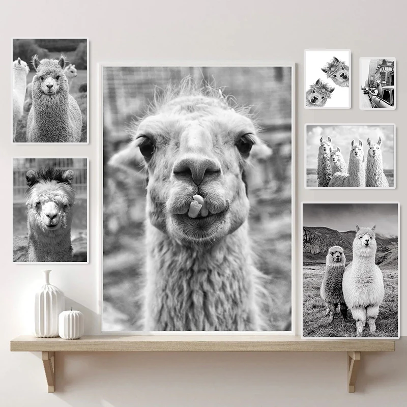 Llama Alpaca Poster Fun Animal Modern Wall Pictures Canvas Print Black ...