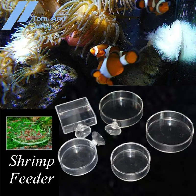 Bottom Feeding Fish For Aquarium