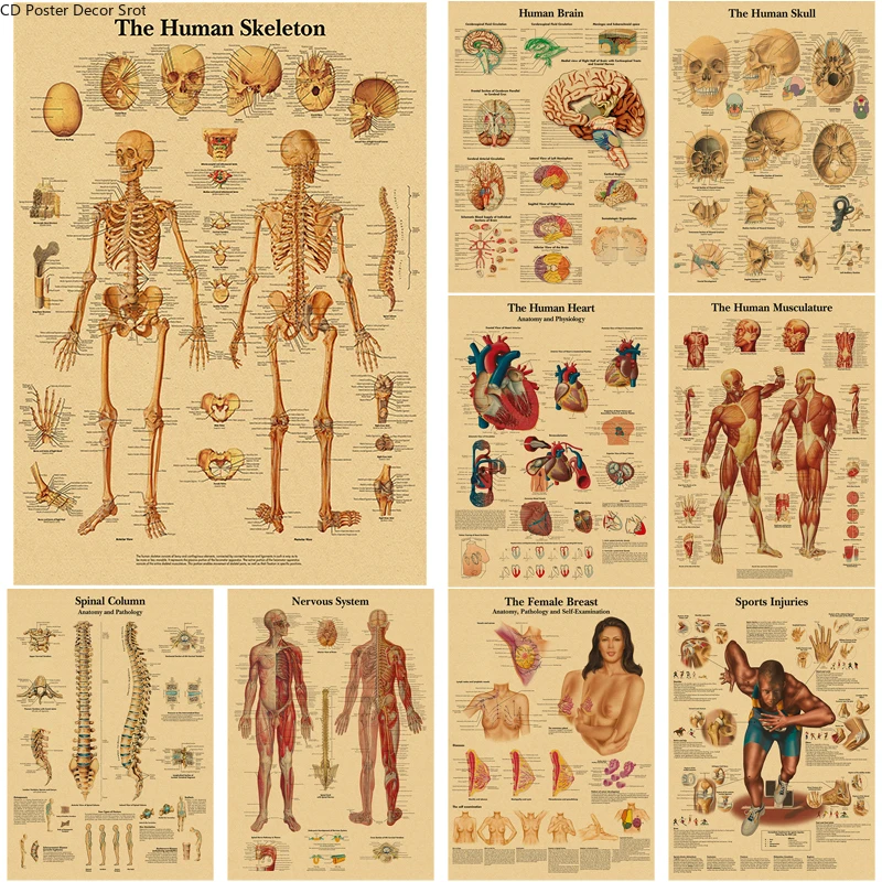 The-Body-Structure-Retro-Poster-Anatomy-and-Physiology-Kraft-Paper ...