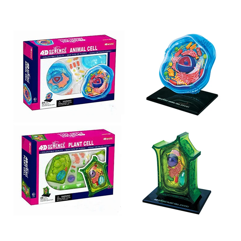 DIY Animal Cell 3D Model: The Most Effective Teaching Tool for Students ...