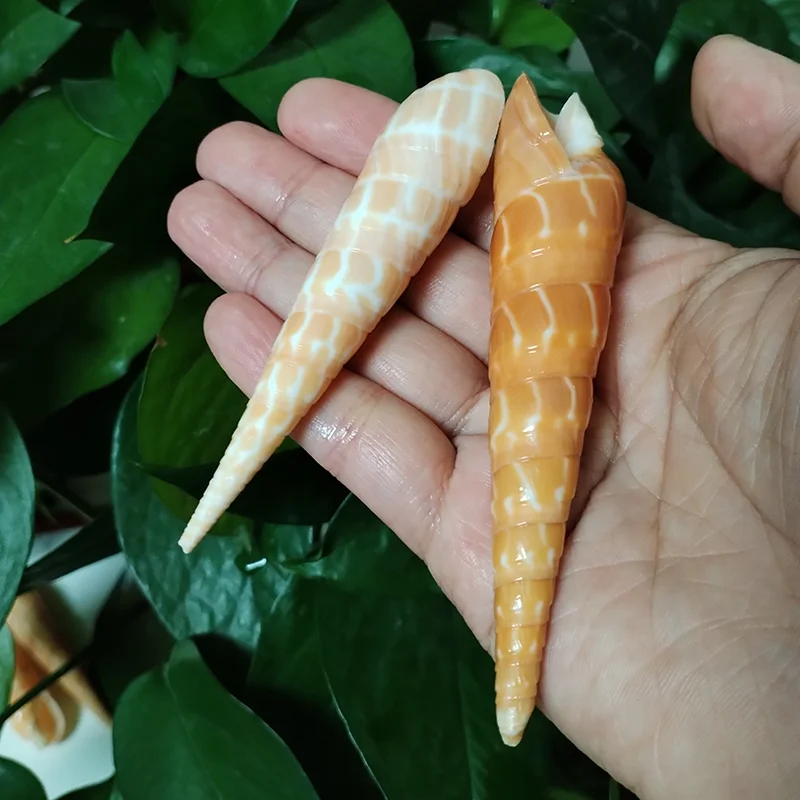 9-10CM-Natural-Terebra-Dimidiata-Shells-Red-Dimidiate-Auger-Seashell ...