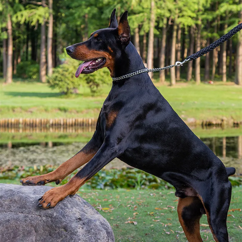 Collari Per Doberman