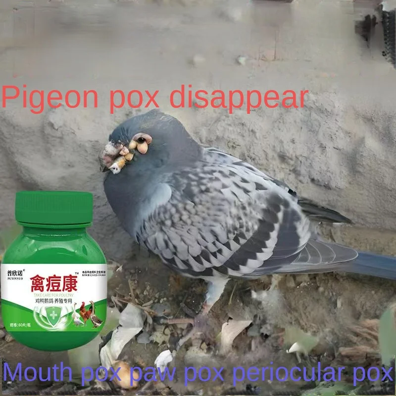 Pigeon pox treatment for pigeon, chicken, duck and goose pigeon tumors ...