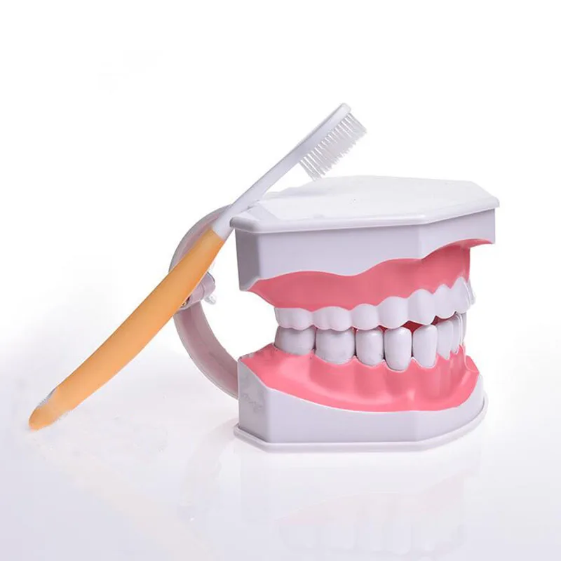 Tooth model for Teaching Early Learning / demo / can pull teeth / mouth ...