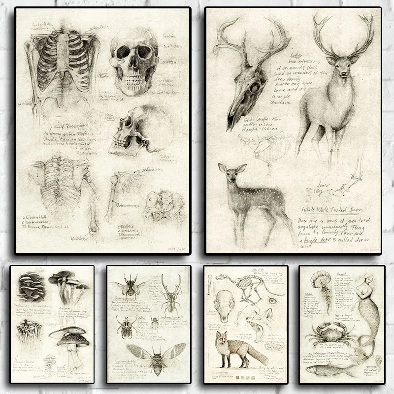 Elk Skeleton Diagram