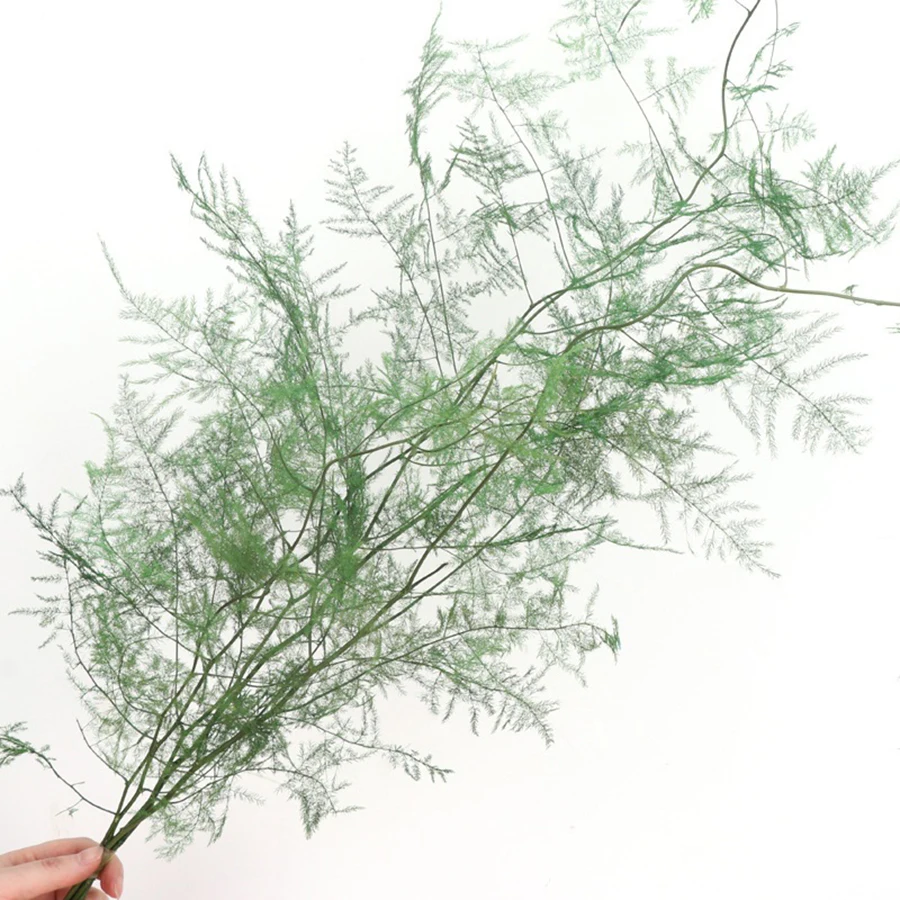 5 Branches Preserved Asparagus Fern Immortal Flower bouquet DIY Flower ...