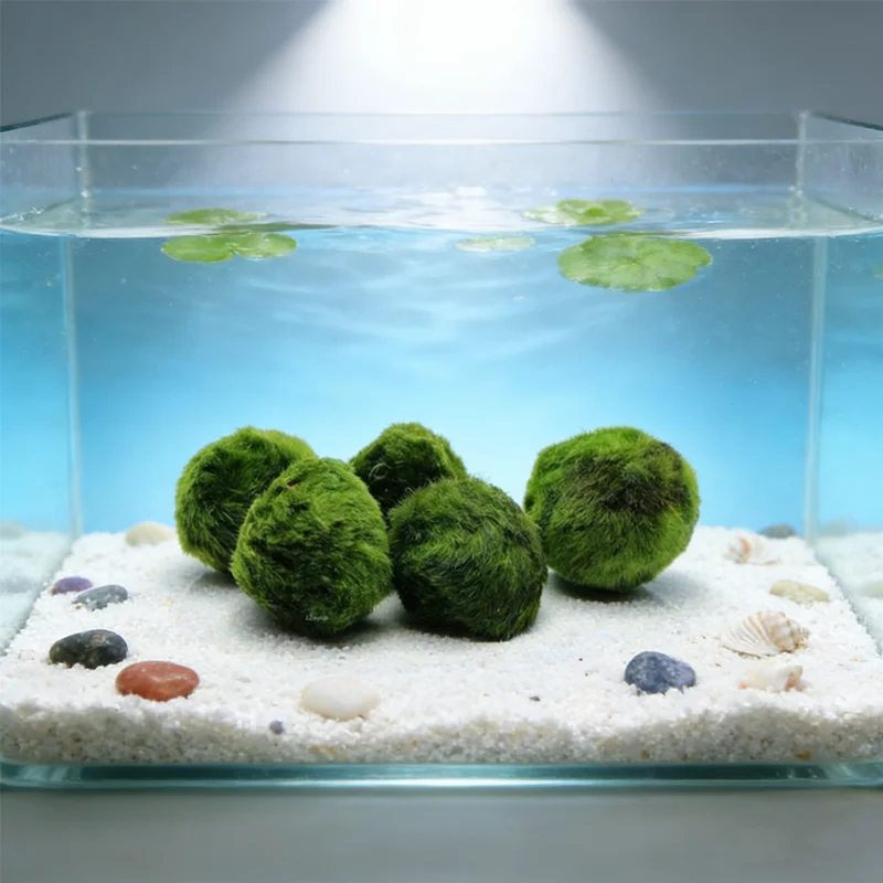 Artificial Marimo Moss Ball 3-4cm Realistic Fake Green Algae Ball for ...