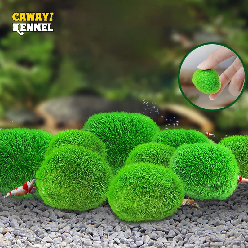 1-PC-Simulation-Seaweed-Ball-Water-Grass-Micro-landscape-Ecological ...
