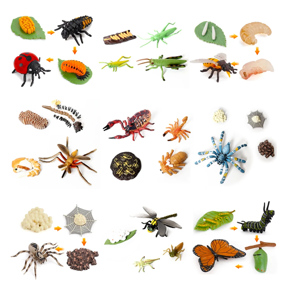 Animals toys set Ladybug Bettle insect toys Life Cycle Montessori ...
