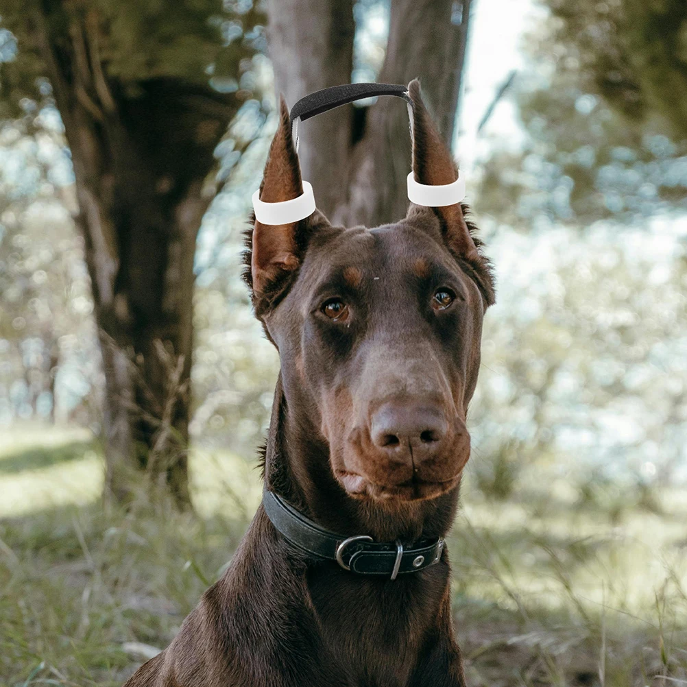 Everything You Need to Know About Posting Dobermans' Ears