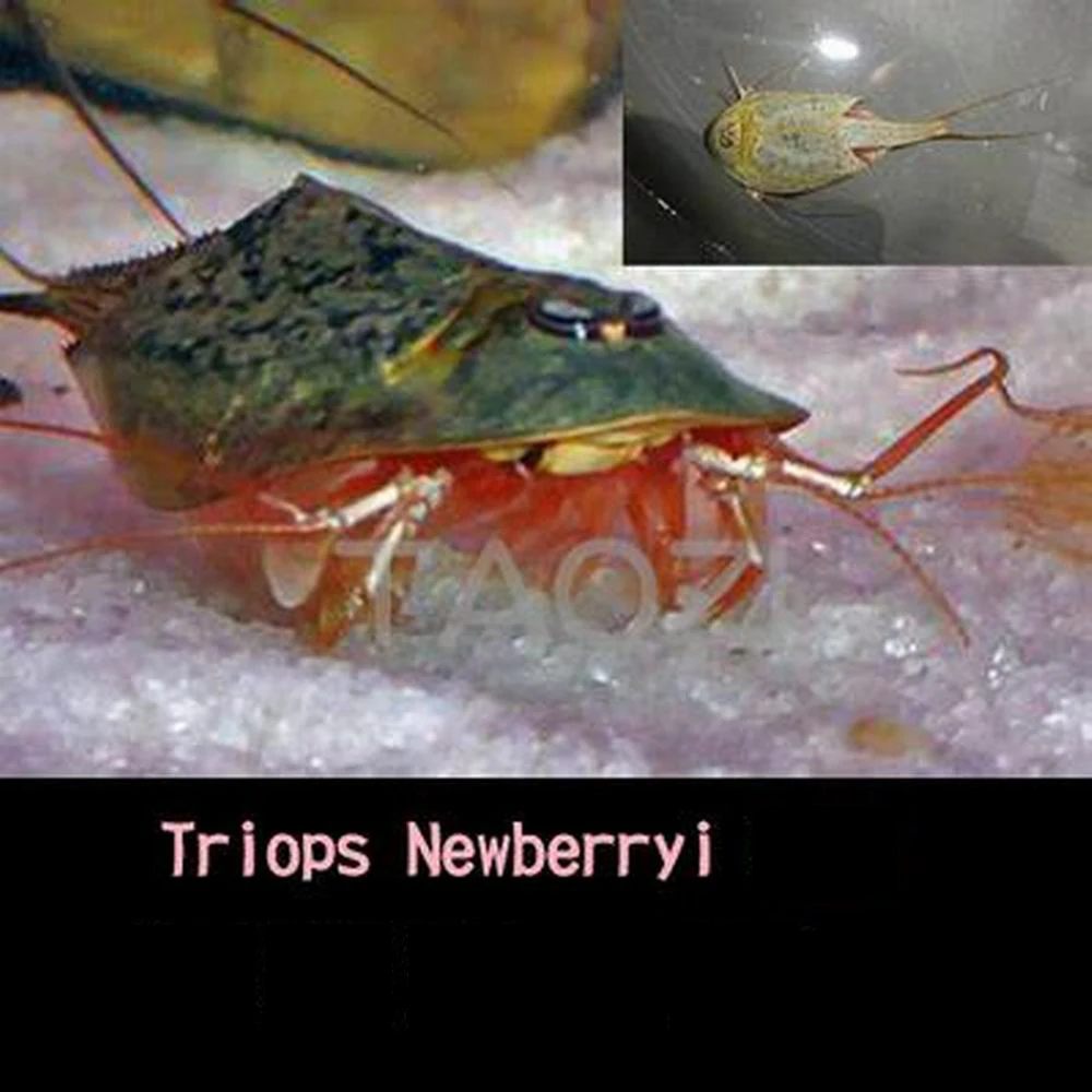 2022 80Mm L Triops Newberryi Eieren Prehistorische Aquarium Huisdieren ...