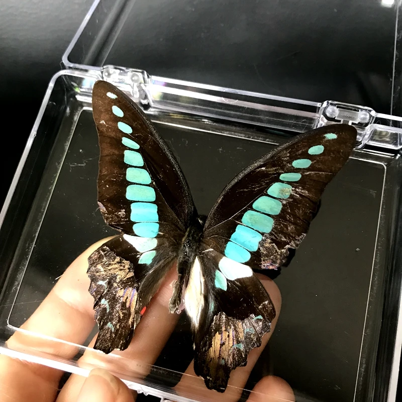 Real Butterfly Pictures