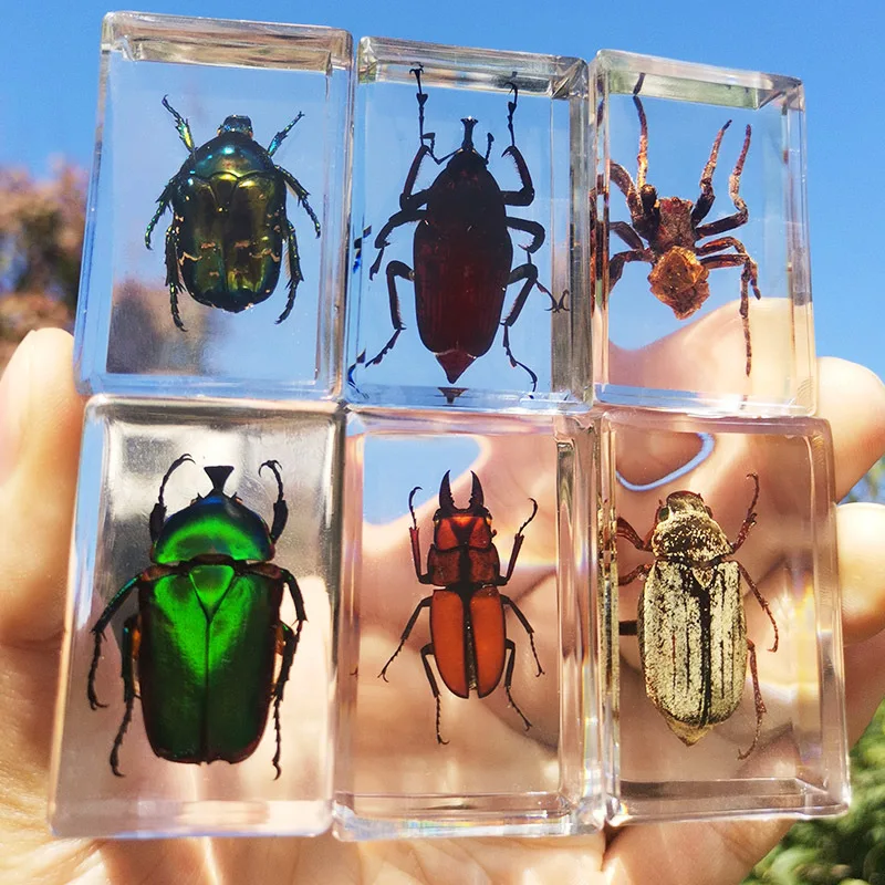 Real-Insect-Specimen-Model-Transparent-Resin-Ornament-Spiders-Beetles ...