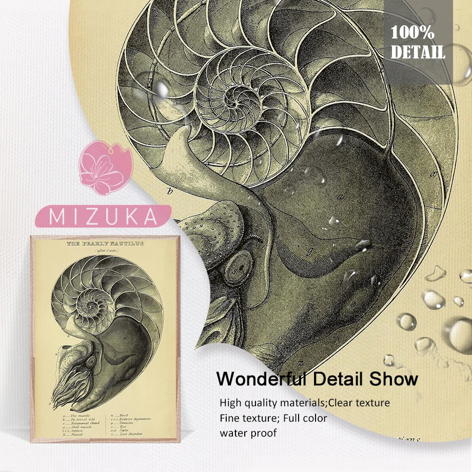 Nautilus Anatomy