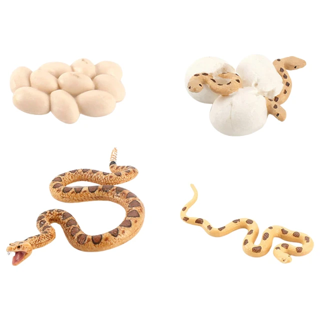 Snake Eggs Hatching