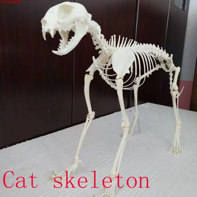 Articulated Raccoon Skeleton