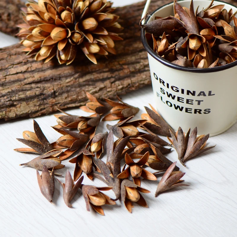 3 5cm/90 100pcs Natural Dried Magnolia Fruit Plants,Immortal Dried ...