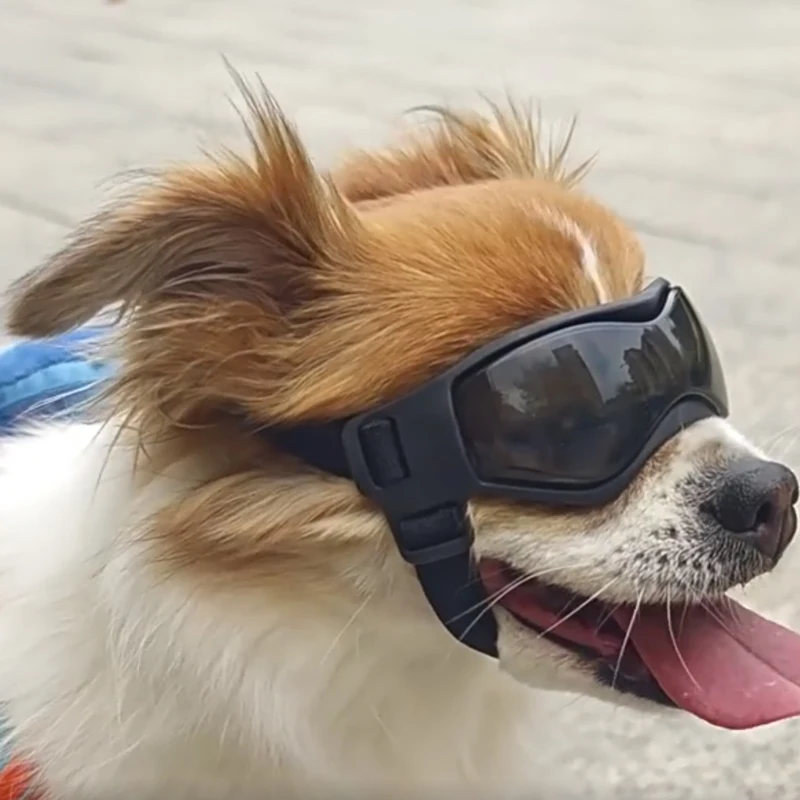 Cat With Goggles Swimming