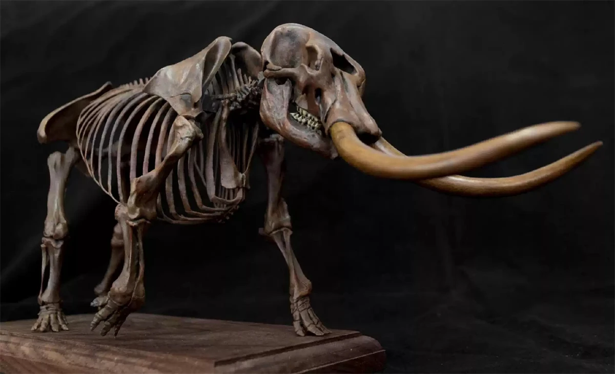 Mammut Fossil