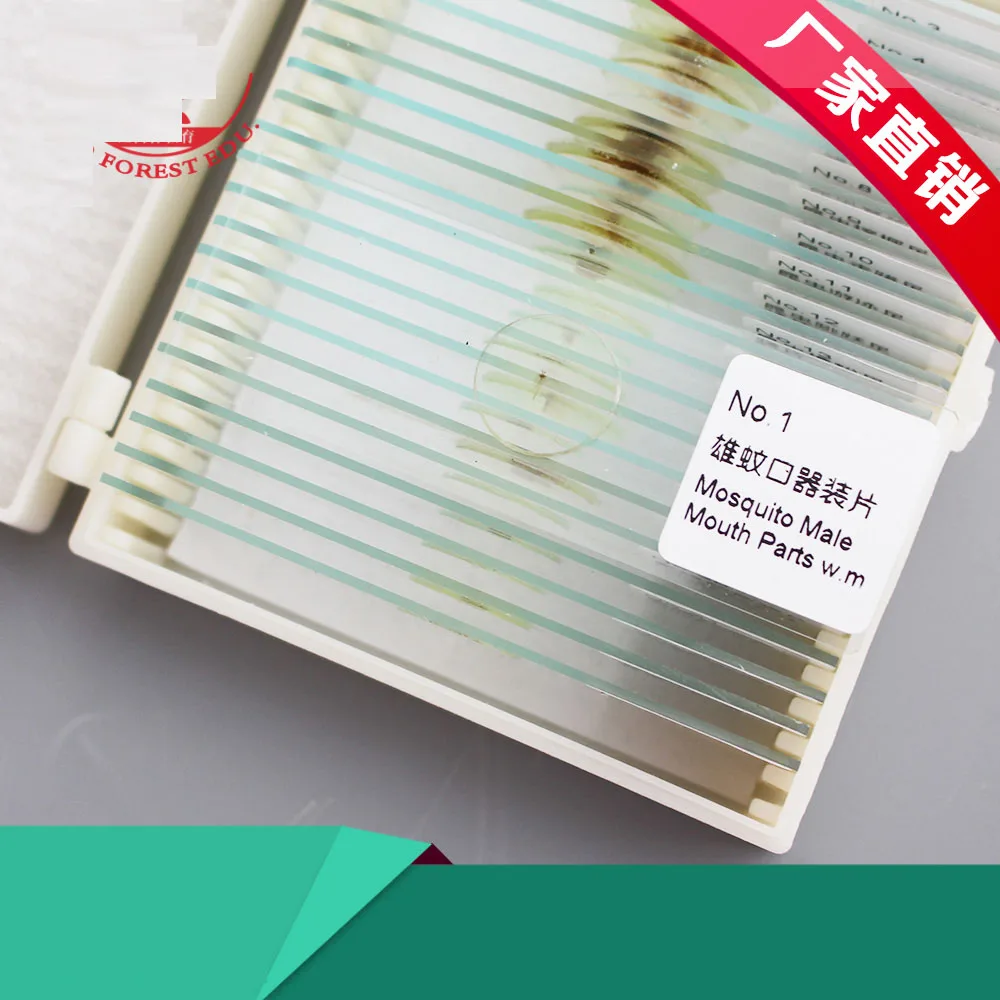 Mosquito Mouthparts Microscope