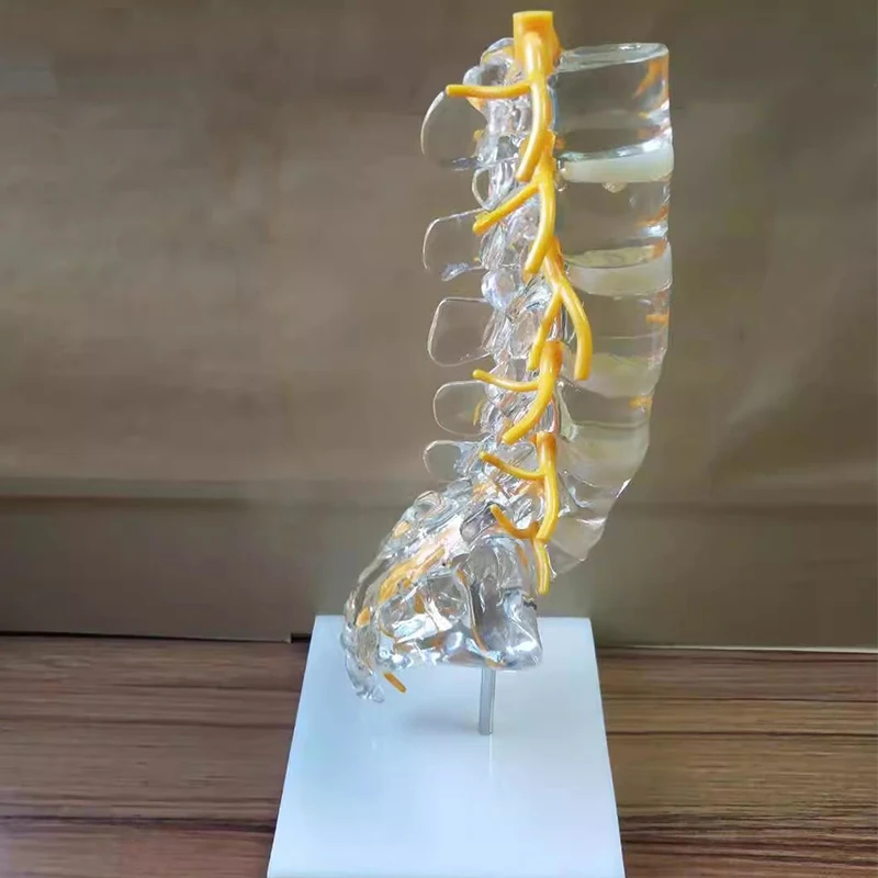 Transparent-Lumbar-spine-model-with-Tailbone-Intervertebral-disc-Spinal ...
