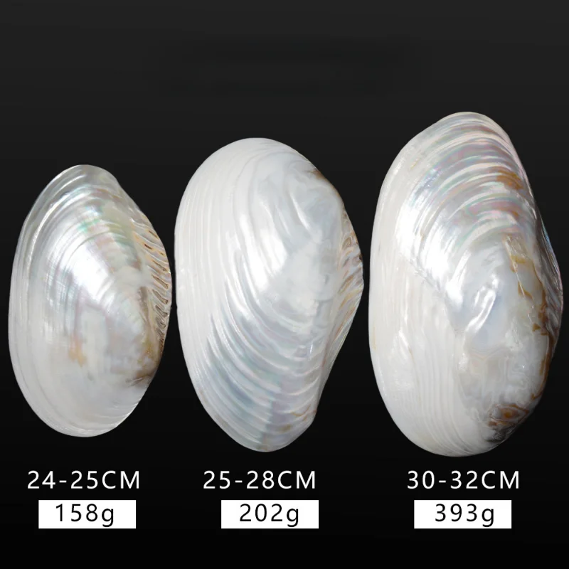 Natural-Mussel-Shell-Huge-Polished-Oyster-Shell-DIY-Craft-Decor-Fruit ...