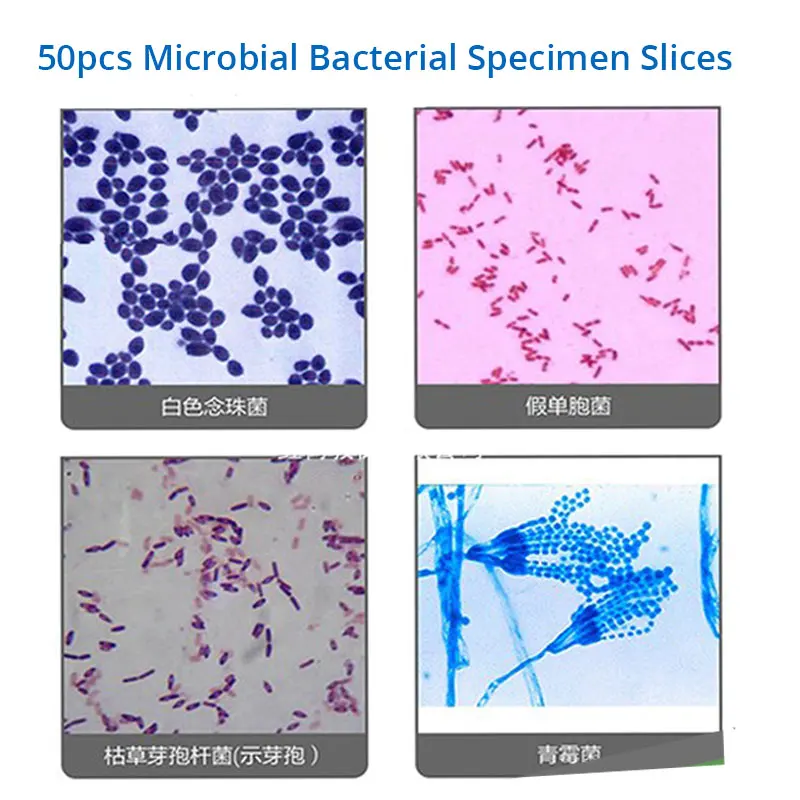 Candida Albicans Microscope Slide