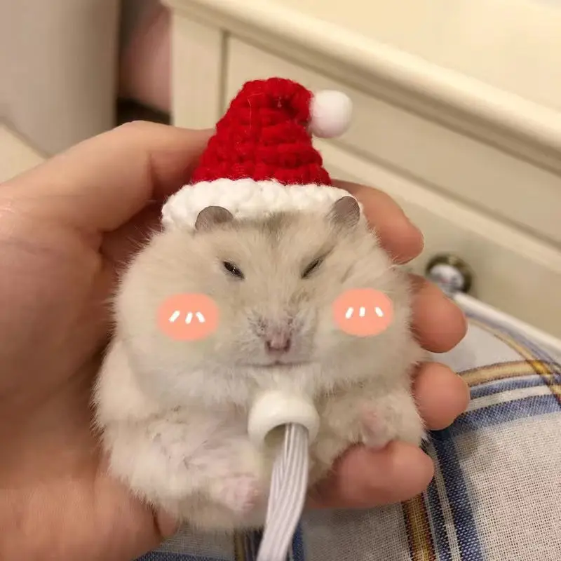 Cute Hamsters In Clothes