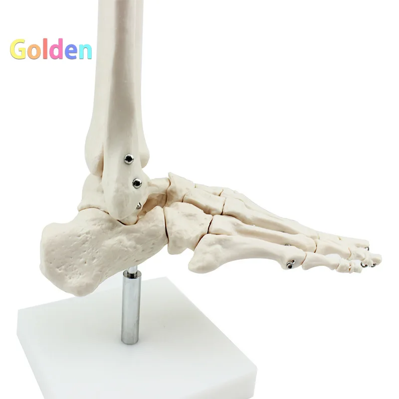 Human-Foot-Ankle-Joint-Model-Orthopedic-Medical-Teaching-Model ...