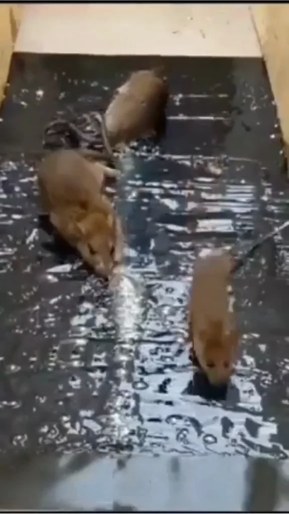 Rat Blanket Super Glue Rat Magic Carpet Large Size Rat Sticker ...