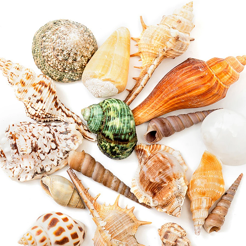 Natural-Sea-Shell-Hermit-Crab-Supplies-Landscape-Ornament-Home ...
