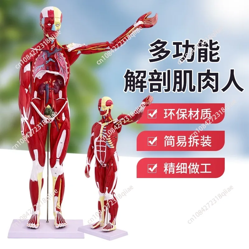 80CM human body muscle model, internal organs, anatomy, tissue ...