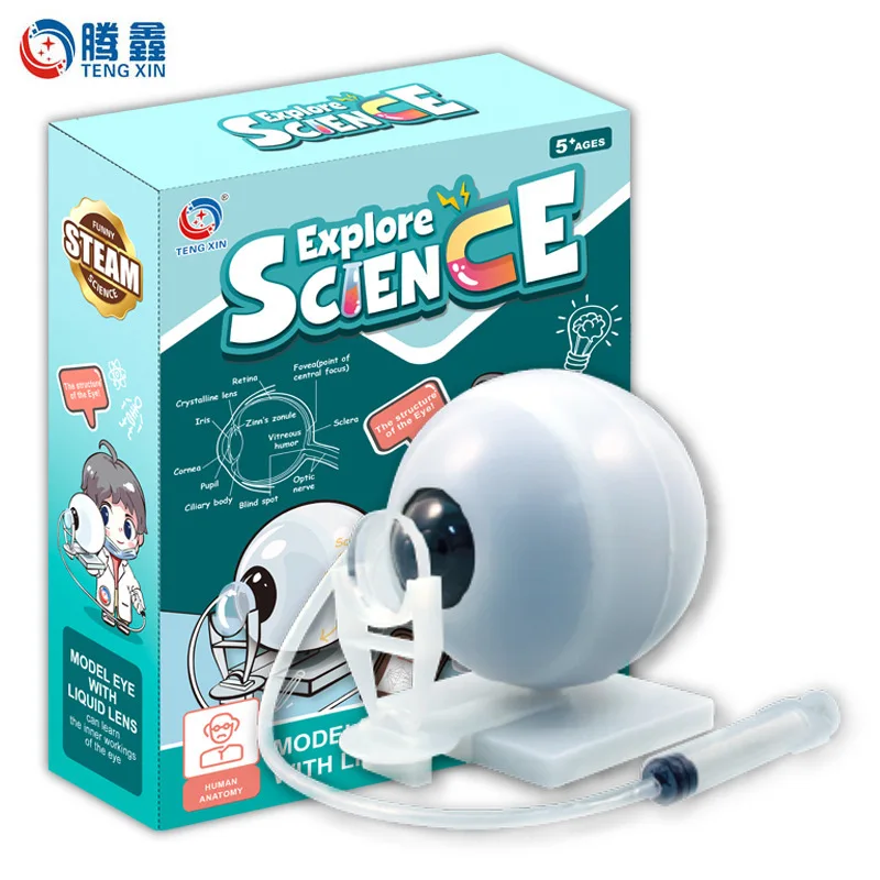 Simulated-human-eyeball-model-imaging-anatomy-Biologist-teaching ...