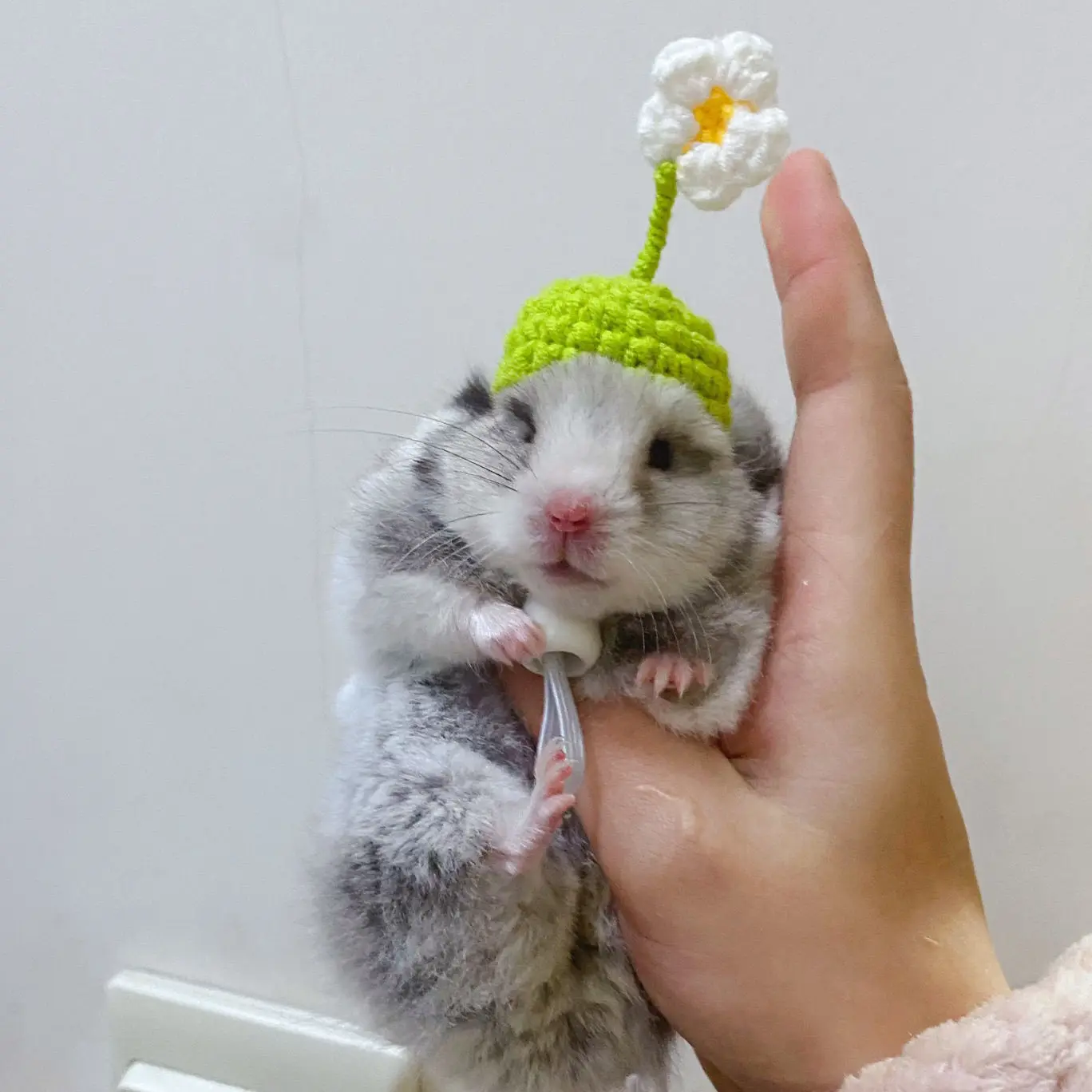 Cute Hamsters In Clothes