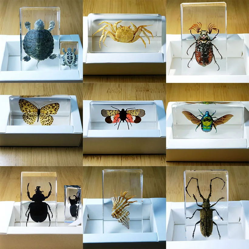 Real Insects Specimens Resin Wrapped In Variety of Insects Suitable for ...