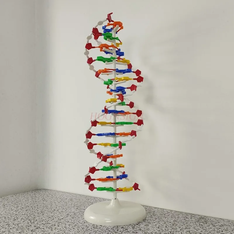 Creative Dna Structure Model