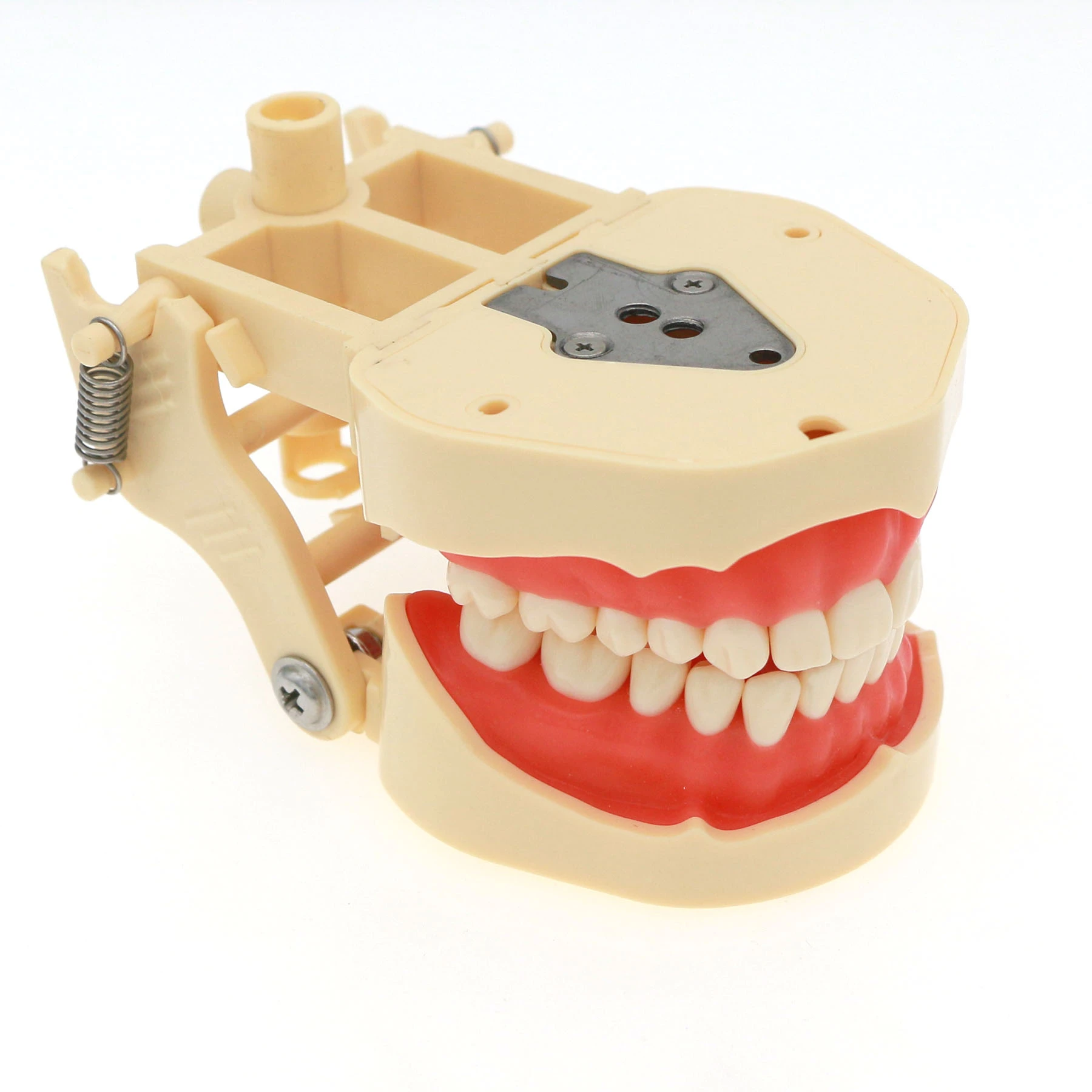 Frasaco ana 4 zahn ärztliche typodont zähne modell 28pcs zahns ch rauben ersatz restaurative ...