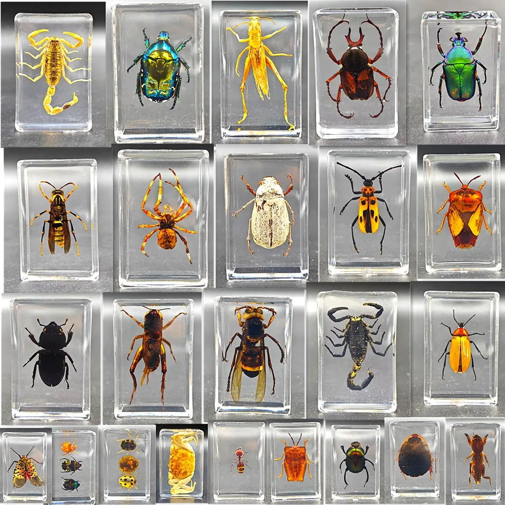Real-Insect-Specimens-Are-Wrapped-In-Resin-Desktop-Decoration-Insects ...