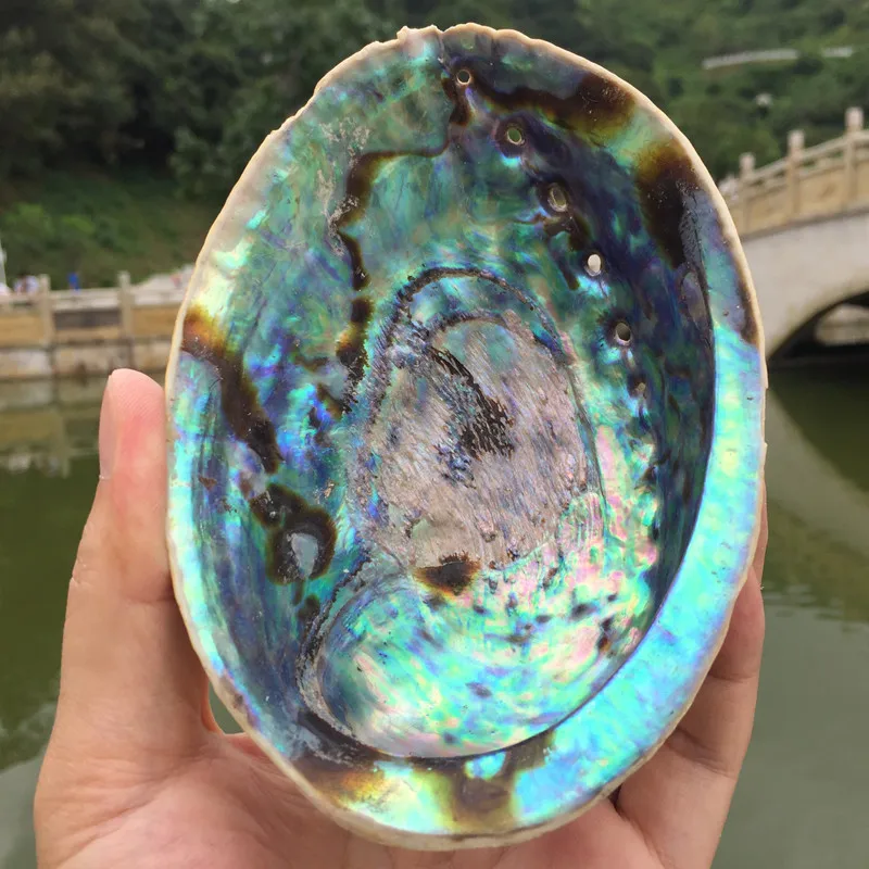 Giant Abalone