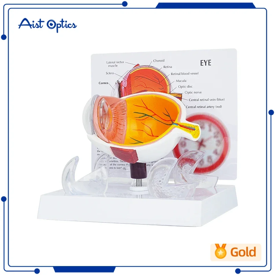 Lab Eye Model Labeled: The Essential Tool for Accurate Ophthalmic ...