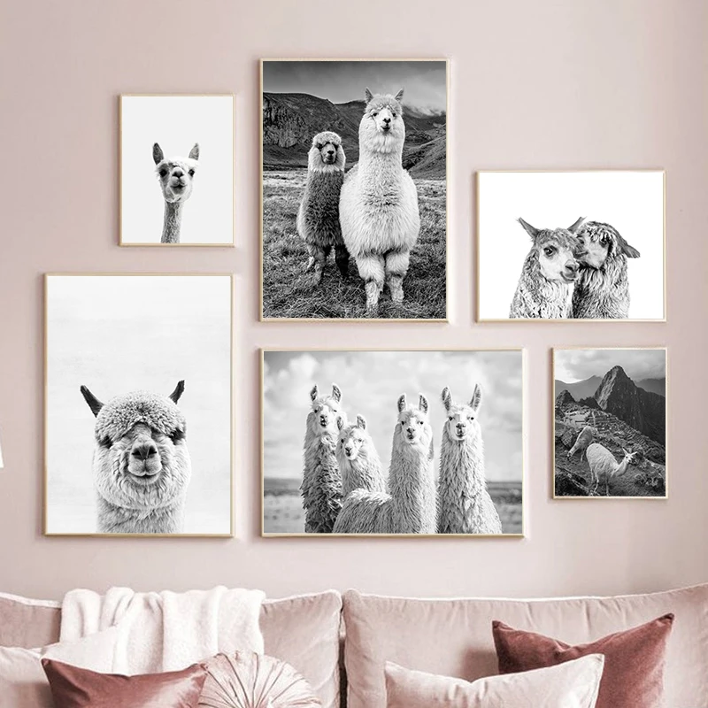 Pictures Llamas Alpacas | Alpaca Llama Art Canvas | Black White Llama ...