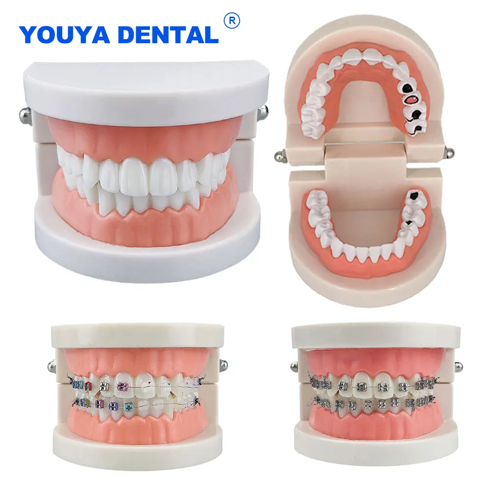 Dental-Adult-Standard-Teeth-Model-Typodont-Metal-Ceramic-Brackets-For ...