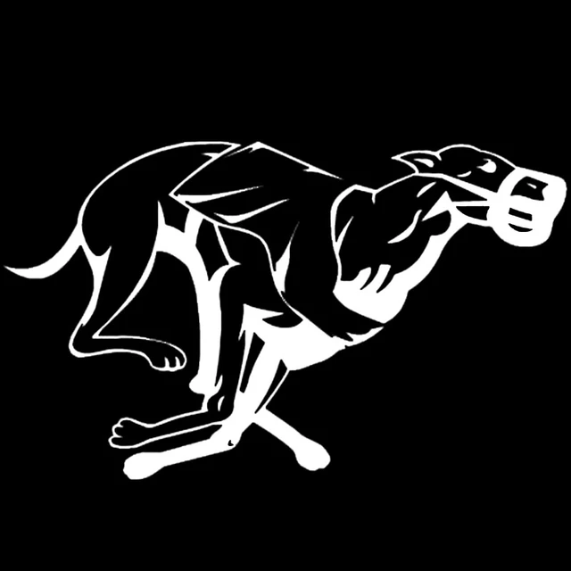 Black And White Racing Greyhound