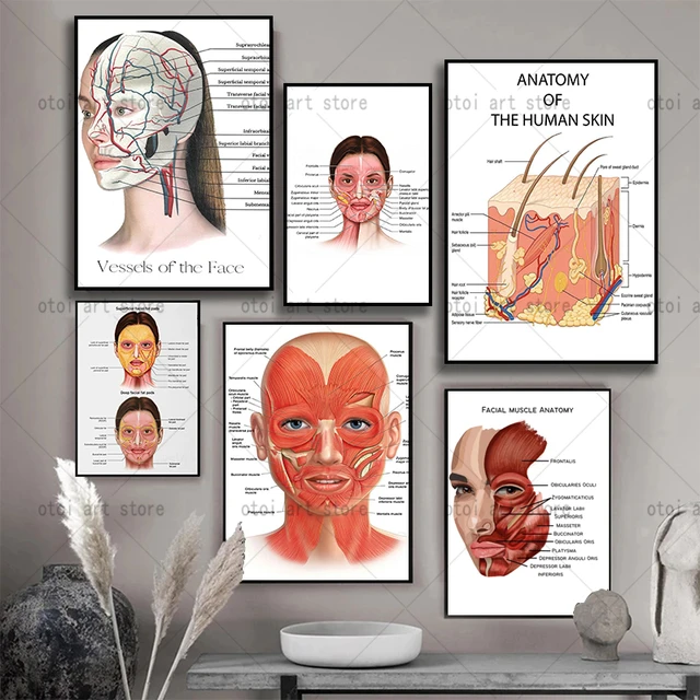 Human Face Anatomy Art